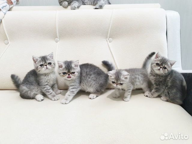 Элитные котики - экзотики ждут родителей