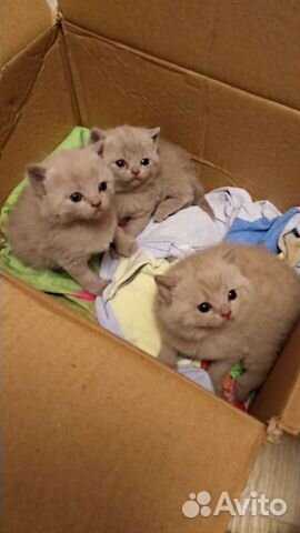 Британские котята