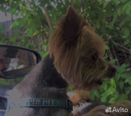 Йоркширский терьер мини вязка