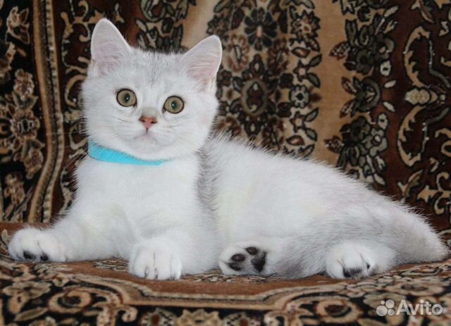 Серебристая Шиншилла котик ns11
