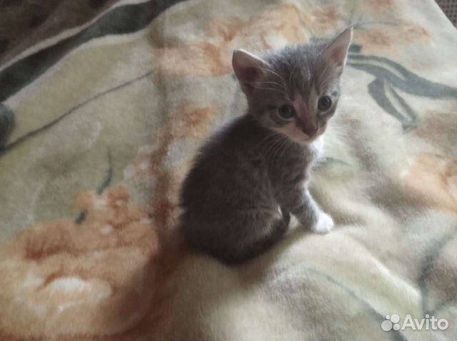 Маленький, серенький котик в добрые руки)