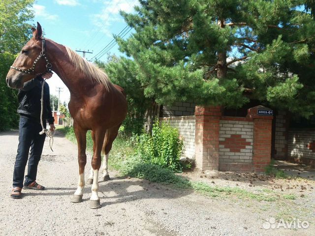 Прадою жэрипца 2 года англичанин