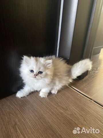 Британские котята шиншилла