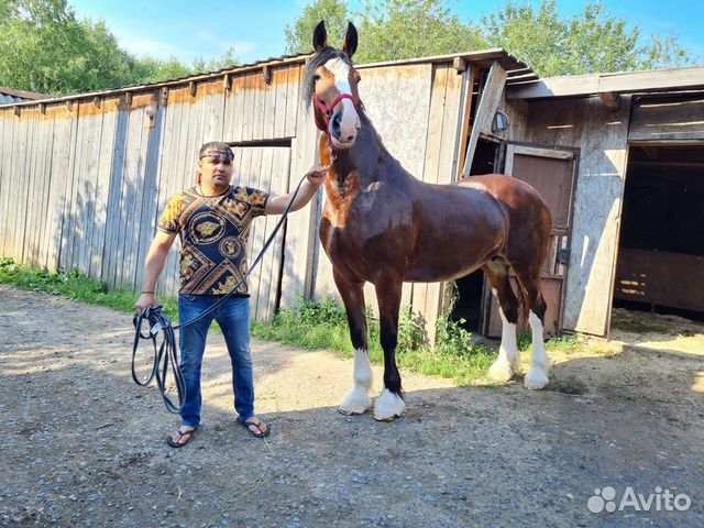 Владимирская кобыла