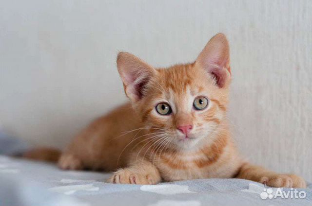 Котенок - маленький рыжий малыш, 2 месяца