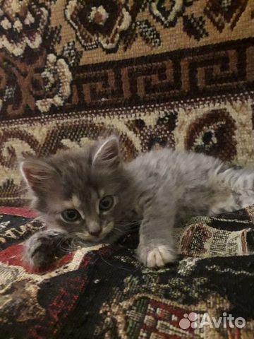 Кошечка в добрые руки. 2 месяца