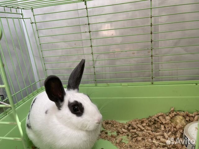 Декоративные кролики