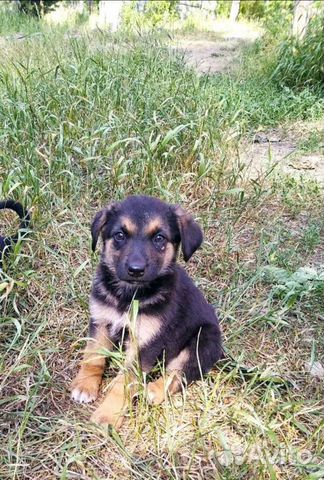 Собачки в добрые и хорошие руки