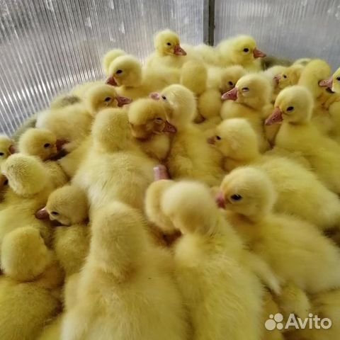 Гусята Линда