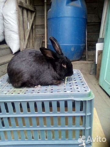 Крол рабочий