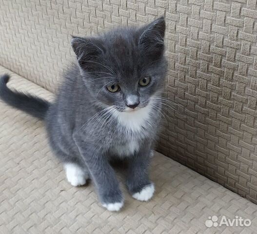 Русская голубая