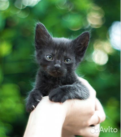 Котёнок - мальчик, 1,5 мес