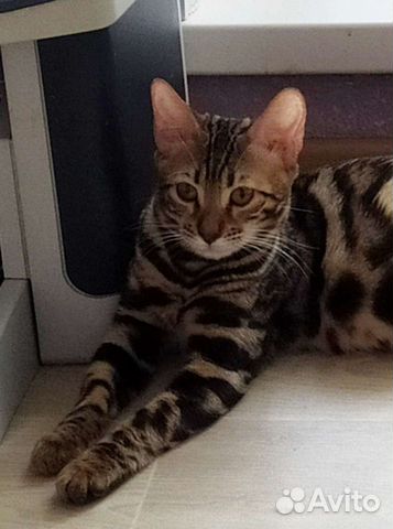 Бенгальская кошка