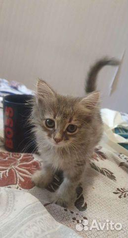 Кошка, котенок, кот