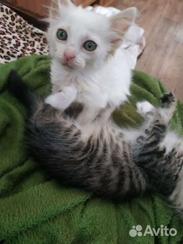 Котята в дар