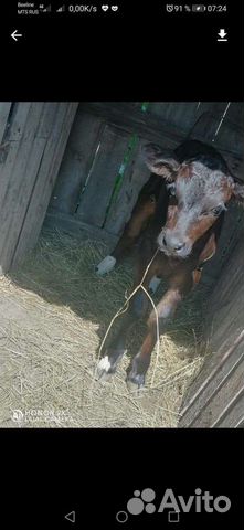 Продаю бычка, ему 1 месяц, 15000т