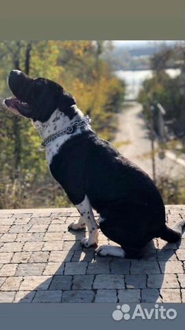 Щенки стаффорда