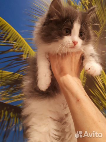 Котенок-мальчик
