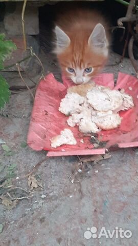 Рыжие голубоглазики в добрые руки