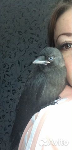 Ручная птица, галчонок)