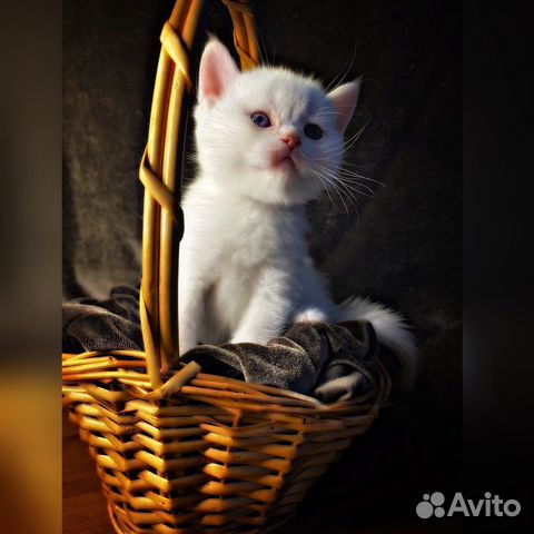 Котята золотая шиншилла