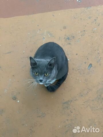 Кошка
