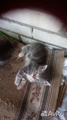 Котятки
