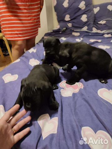 Продажа Щенков Кане-Корсо