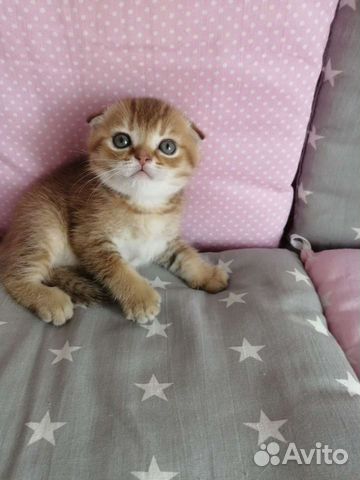 Шиншиллка. Девочка