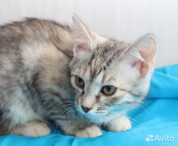 Ласковый Котенок ищет дом