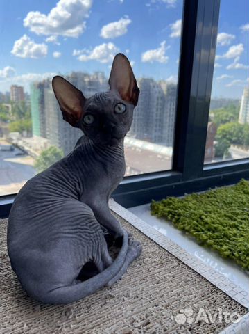 Донской сфинкс резиновые черные