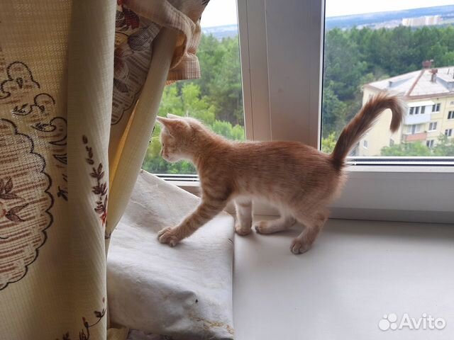 Котёнок мышелов, 2 месяца в добрые руки
