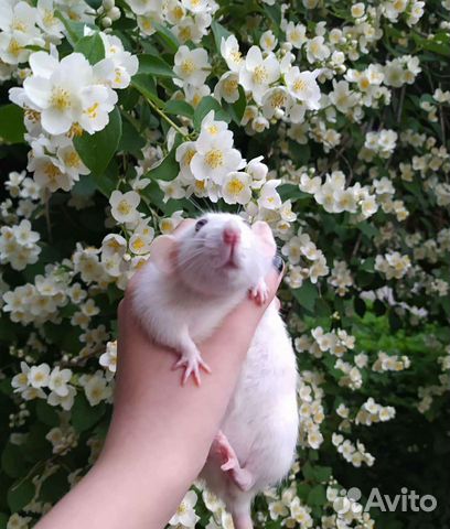 Галечка - декоративная крыса дамбо стандарт альбин