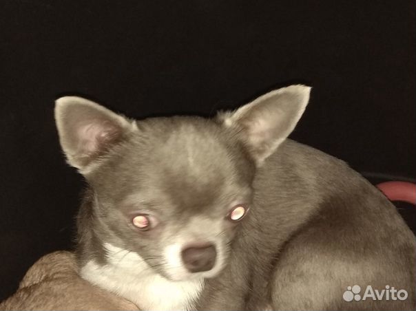 Подрощенный мальчик