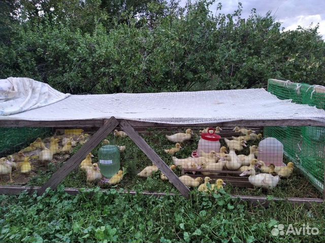 Утята белые шептуны