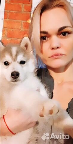 Щенки Хаски кареглазки,мальчики и девочки