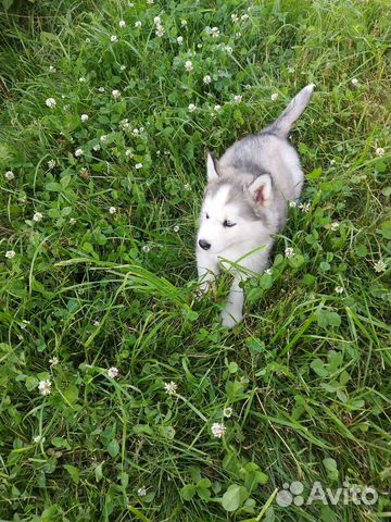 Щенки сибирской хаски