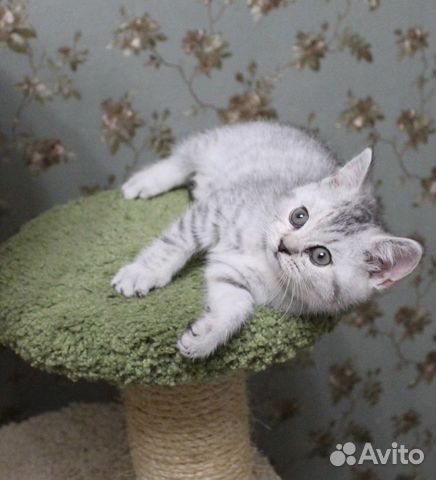 Британские котята окрас вискас
