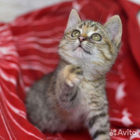 Малыши-карандаши, котята в добрые руки