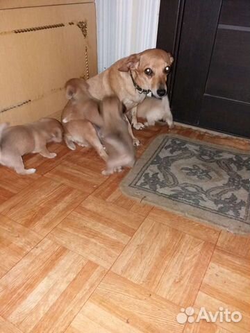 Продаю щенков пинчера 3 девочки,1мальчик по 2000 т