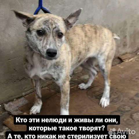 Тигруля размером с таксу, стерилизованная ищет сем