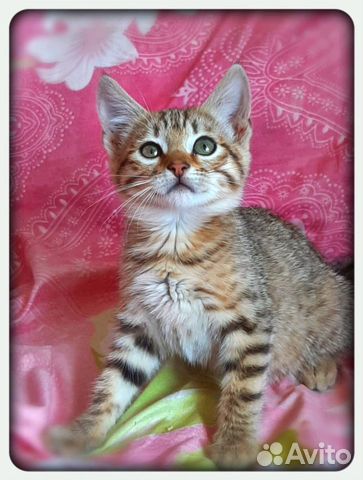 Прелестный котёнок в добрые руки