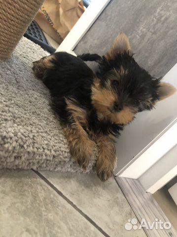 Йоркширский терьер мини щенки