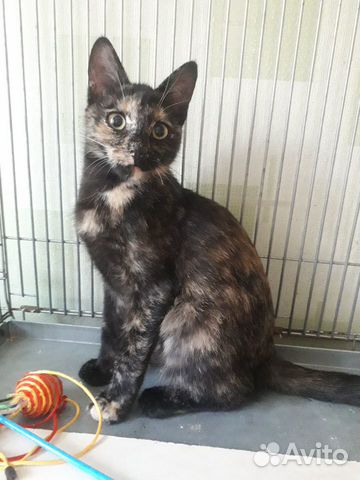 Грациозная трехцветная киска-подросток