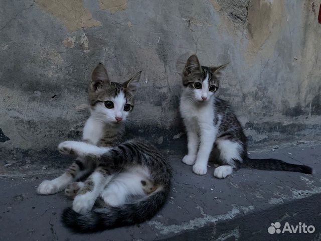 Найдена кошка