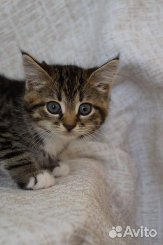 Котёнок Лео, 2 месяца, в добрые руки