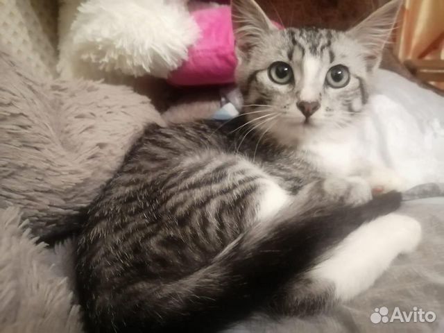 Котенок окраса вискас ищет дом