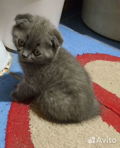 Котенок медвежонок