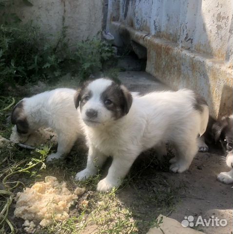 Малявки ищут дом