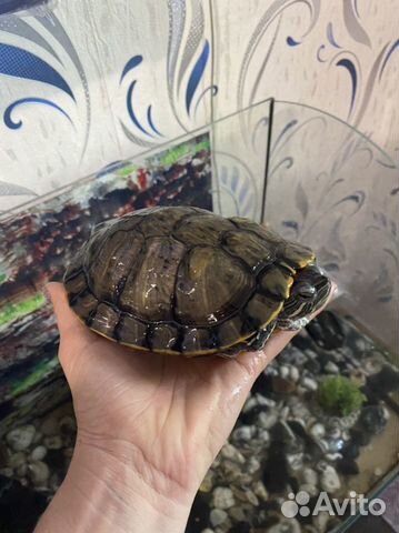 Черепахи с аквариумом